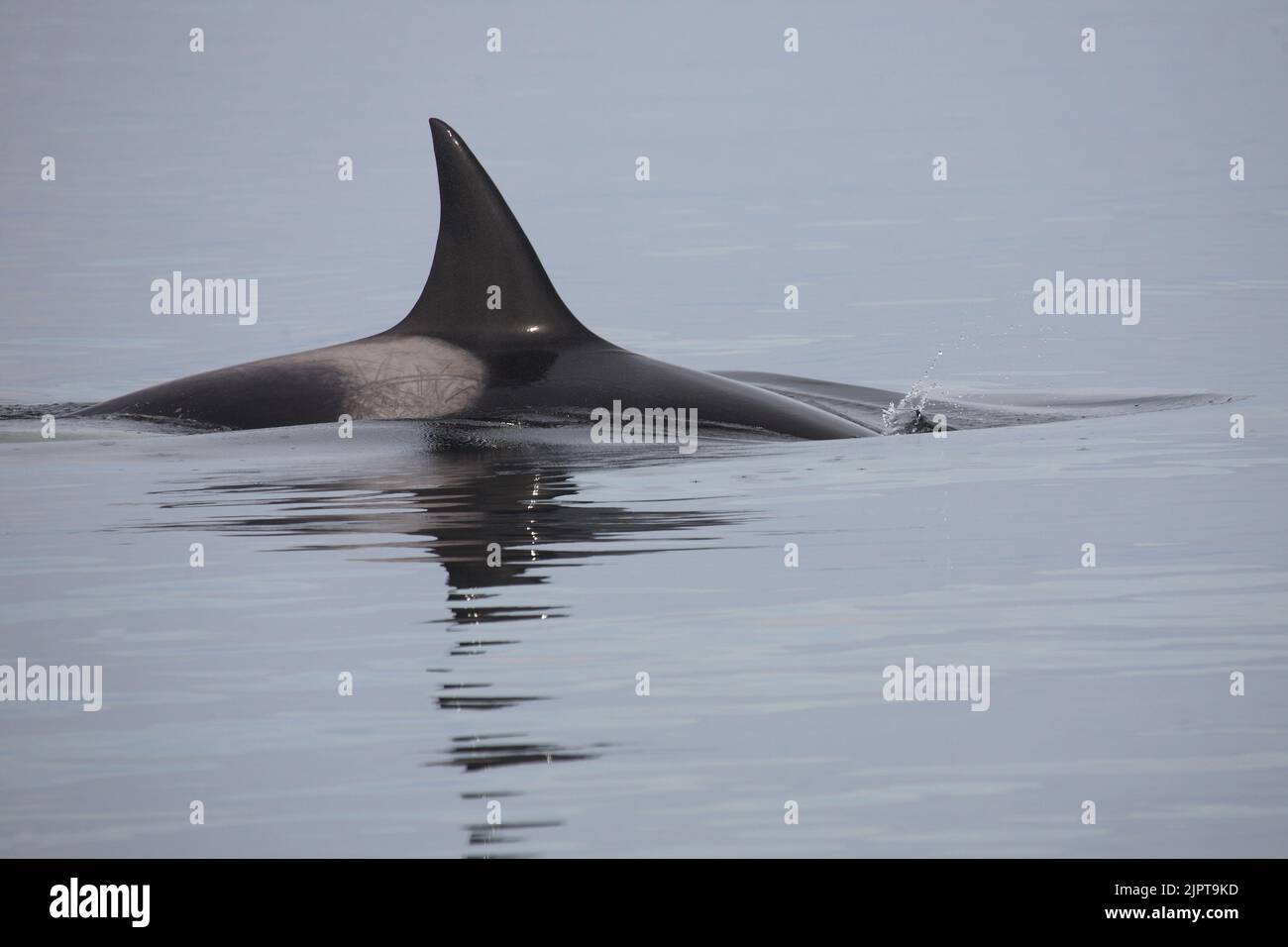 Schwertwal - Orca / Killer whale / Orcinus orca Stock Photo - Alamy