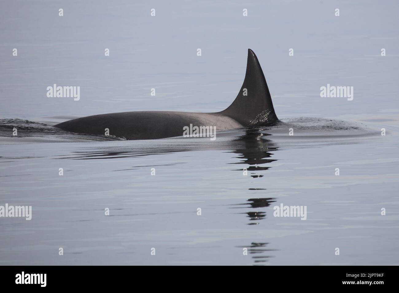 Schwertwal - Orca / Killer whale / Orcinus orca Stock Photo - Alamy