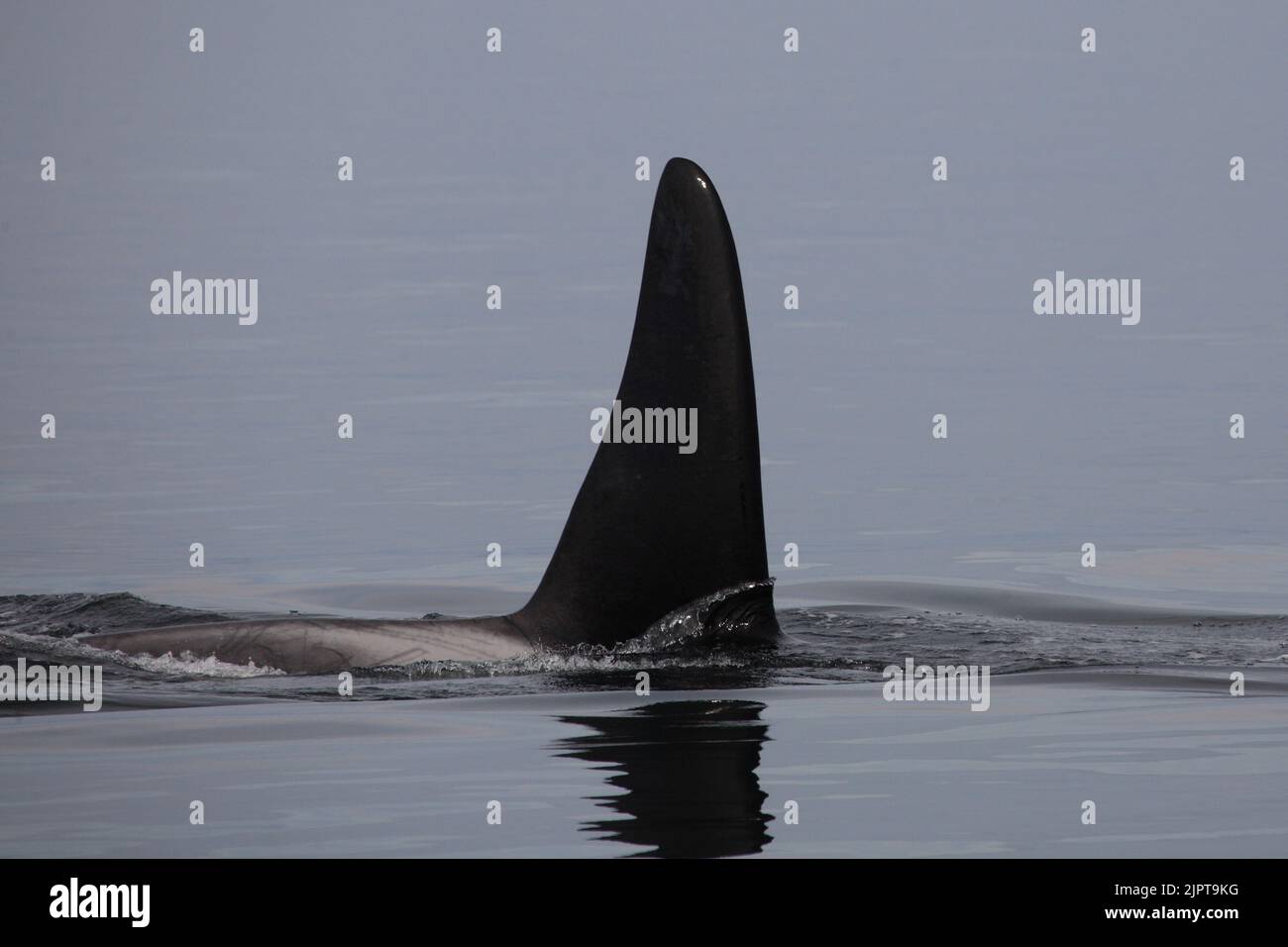 Schwertwal - Orca / Killer whale / Orcinus orca Stock Photo - Alamy