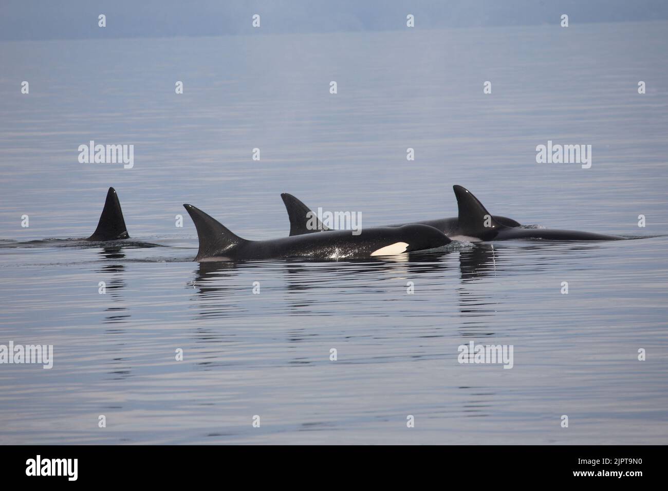 Schwertwal - Orca / Killer whale / Orcinus orca Stock Photo - Alamy