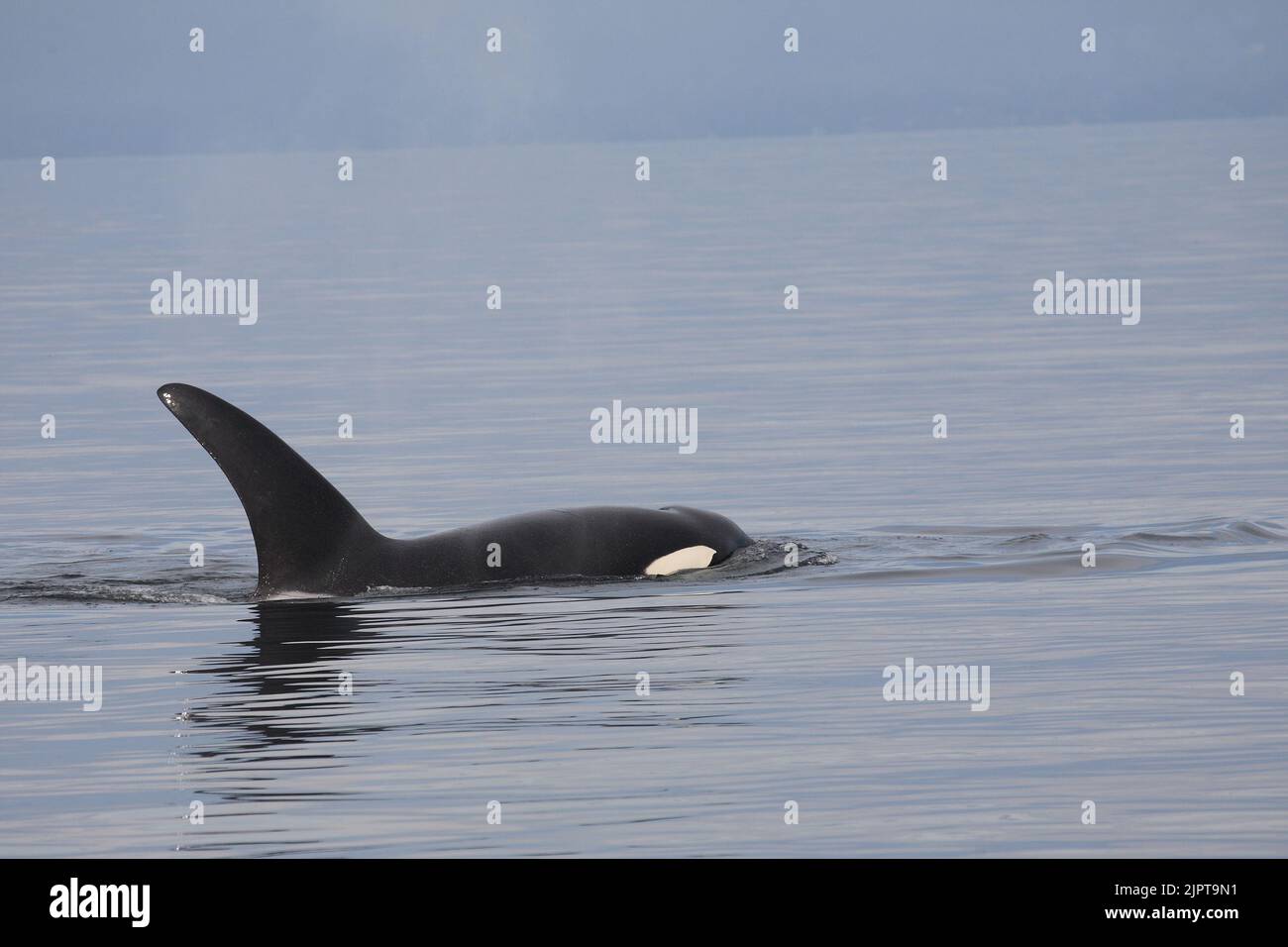 Schwertwal - Orca / Killer whale / Orcinus orca Stock Photo - Alamy