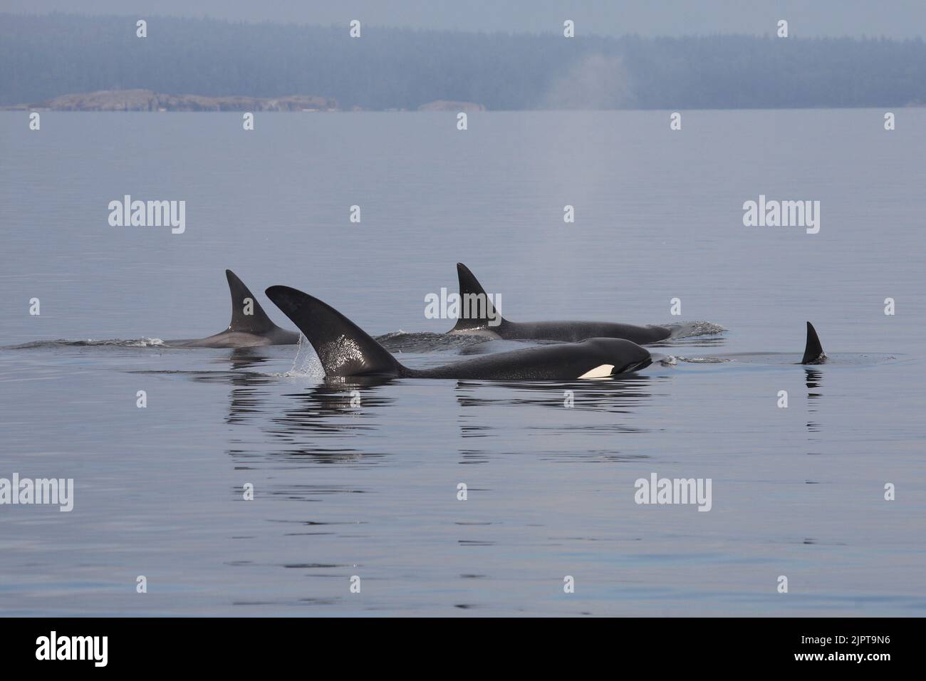 Schwertwal - Orca / Killer whale / Orcinus orca Stock Photo - Alamy