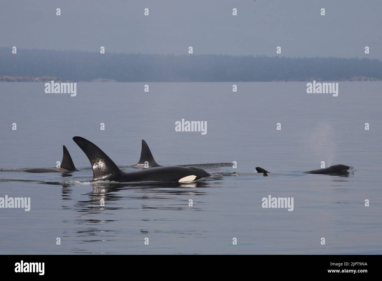 Schwertwal - Orca / Killer whale / Orcinus orca Stock Photo - Alamy
