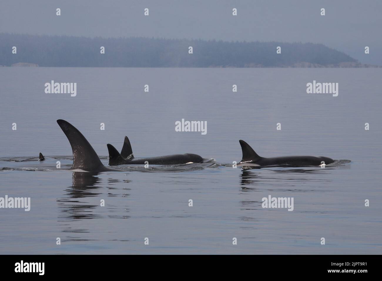 Schwertwal - Orca / Killer whale / Orcinus orca Stock Photo - Alamy