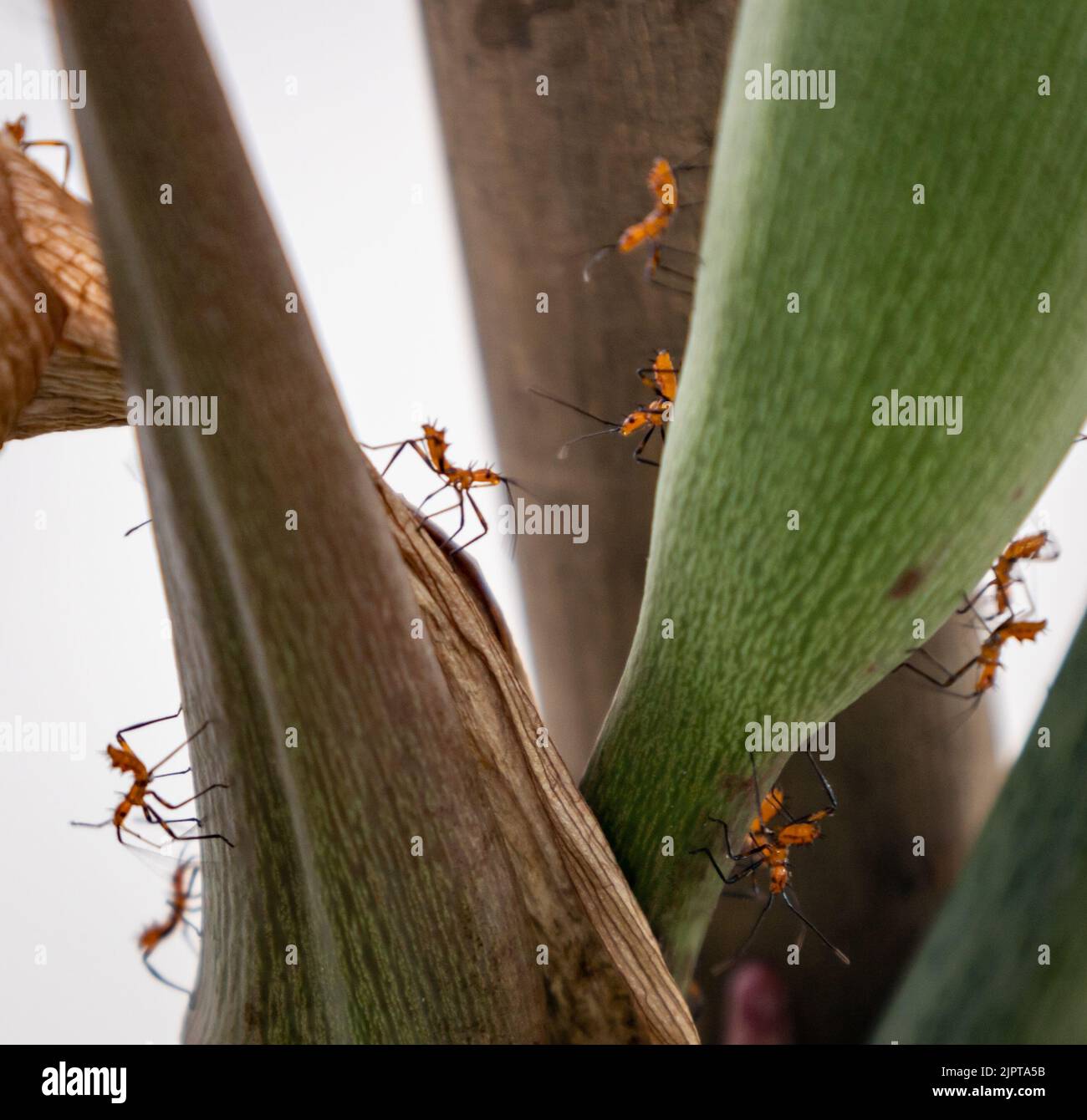 Ants Working Hard
