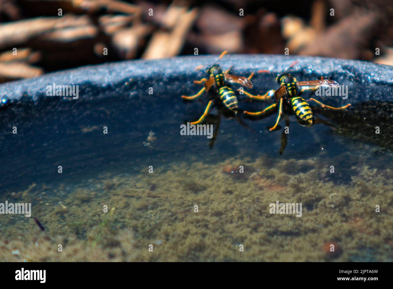 Fountain of bees hi-res stock photography and images - Alamy