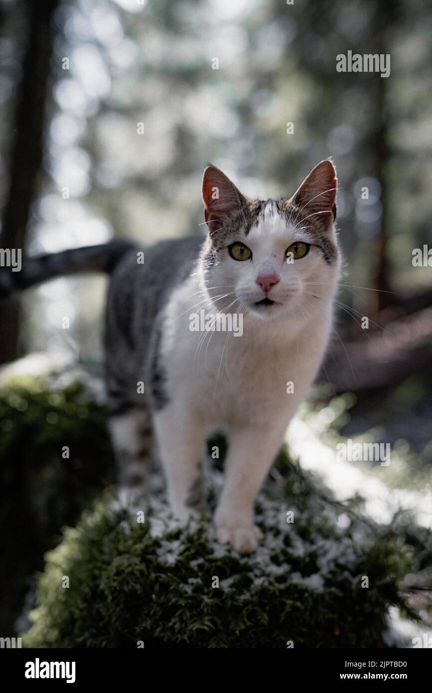 A vertical shot of a cat in the middle of a dense forest of pine trees ...
