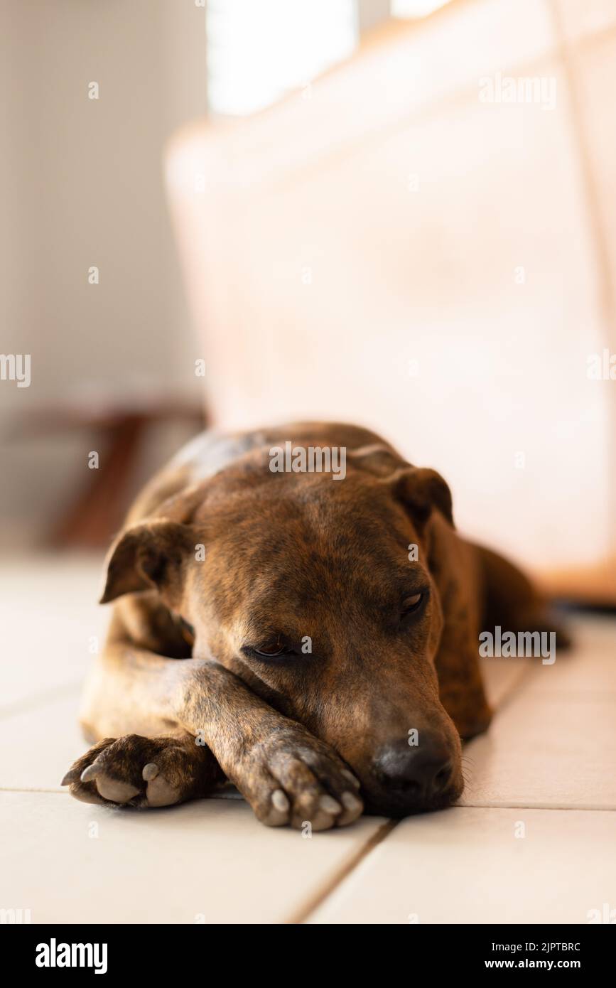 Slipping on floor hi-res stock photography and images - Alamy