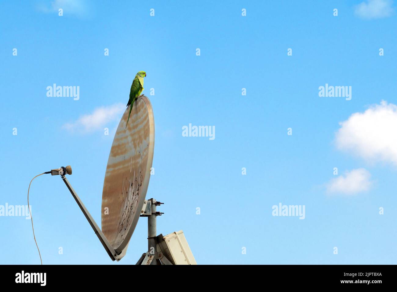 Green parrot sits on a old parabolic antenna dish on the blue sky ...