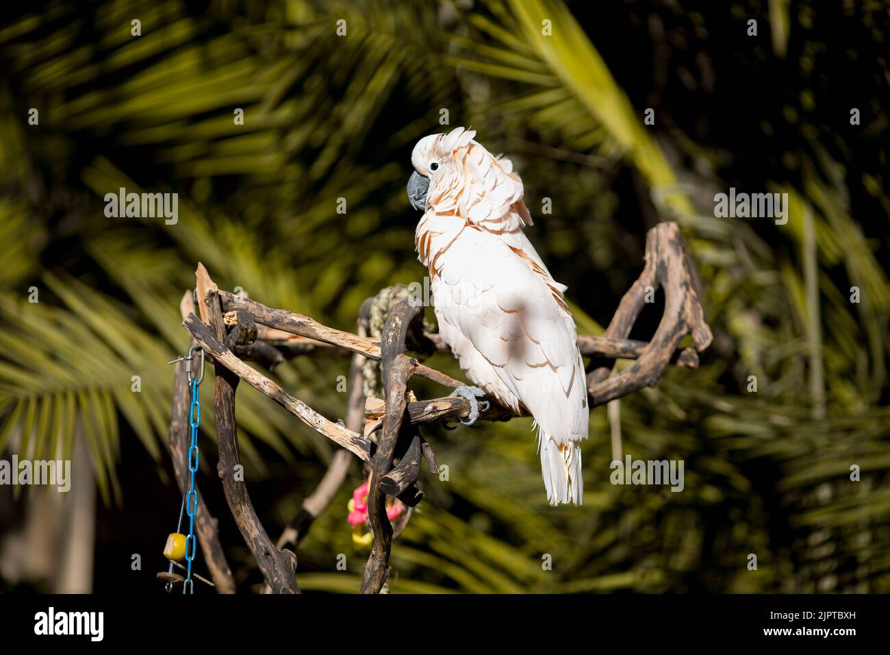 Young cockatoo parrot hi-res stock photography and images - Alamy