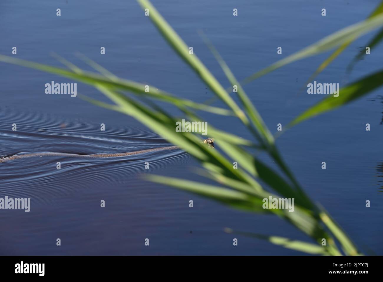 grass snake floats on the lake Stock Photo - Alamy