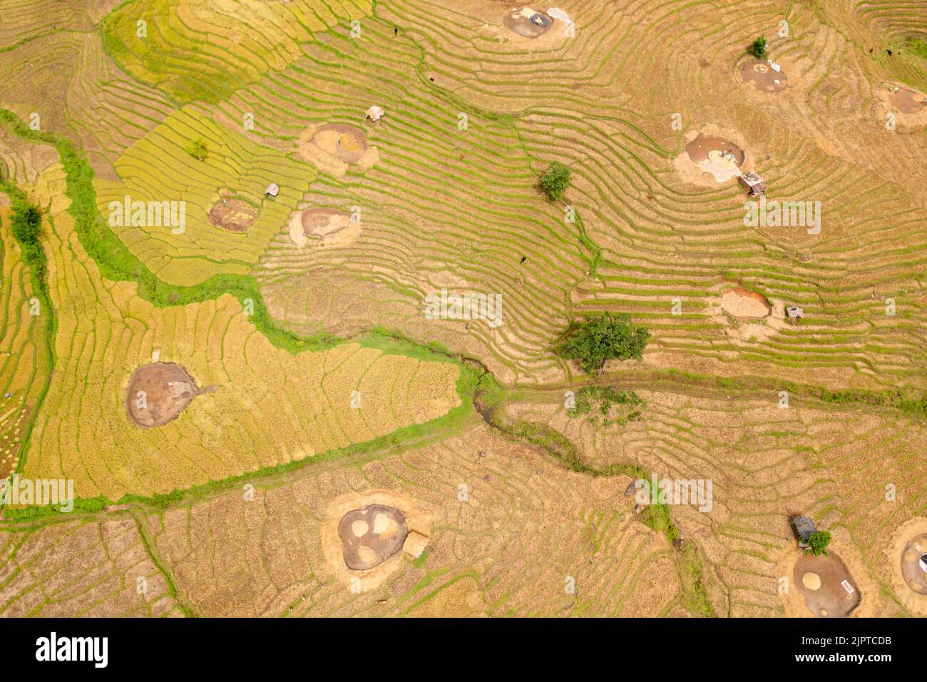 Aerial drone of Rice fields in the countryside. Agricultural landscape ...