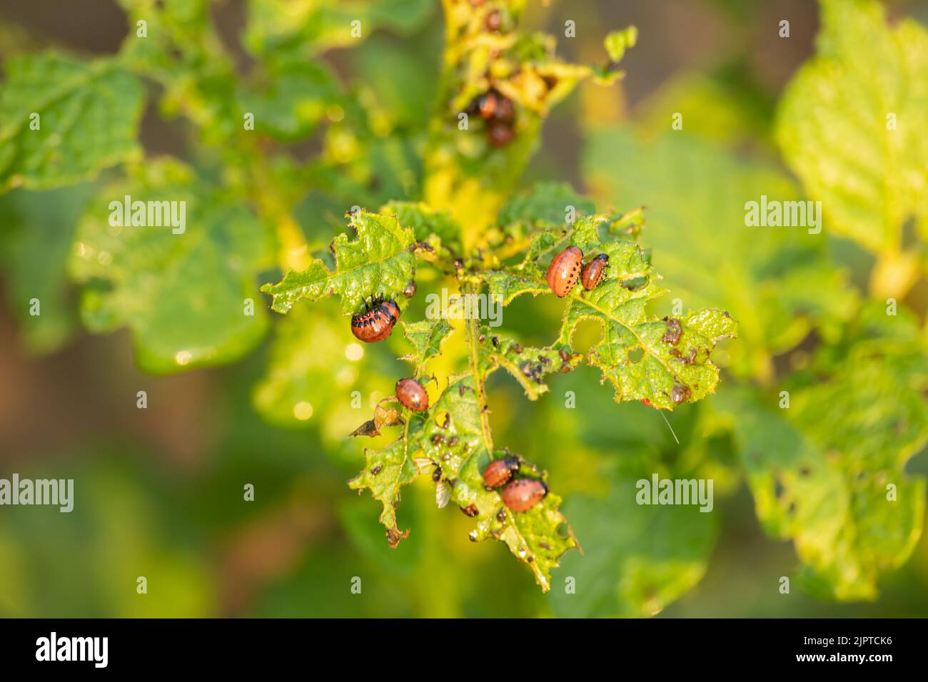 Larvae of the colorado potato beetle damage potato leaves Stock Photo ...