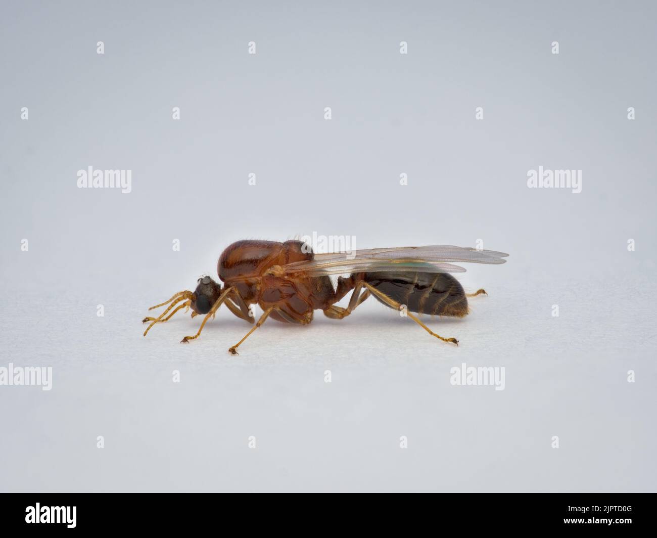 Winged ant white hi-res stock photography and images - Alamy