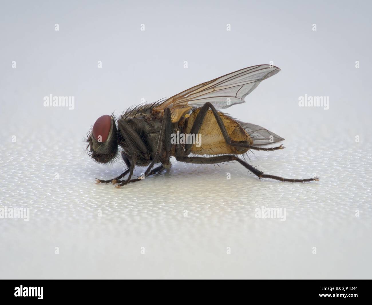 Pedestal flies hi-res stock photography and images - Alamy