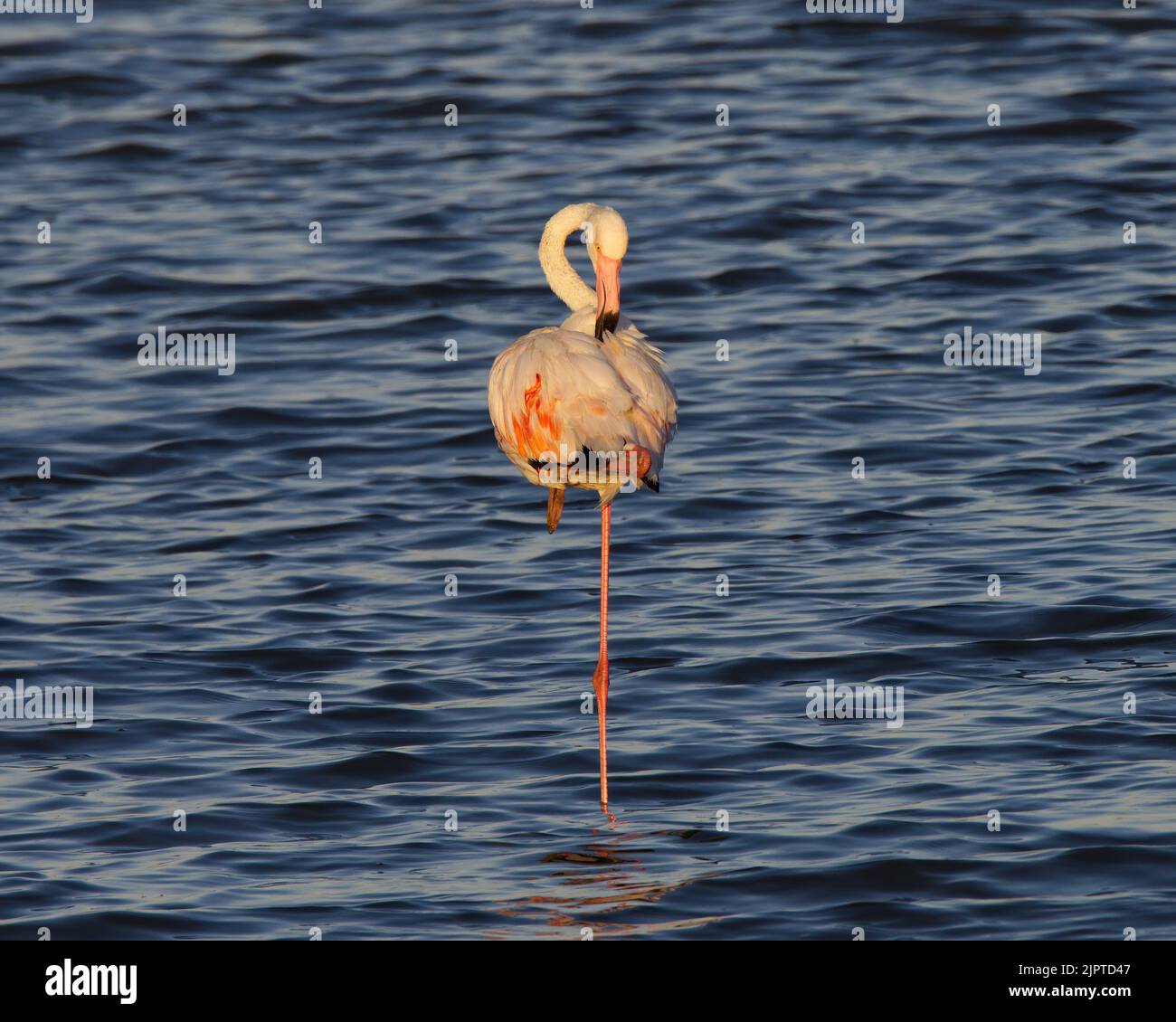 Pink flamingo walking sunset hi-res stock photography and images - Alamy