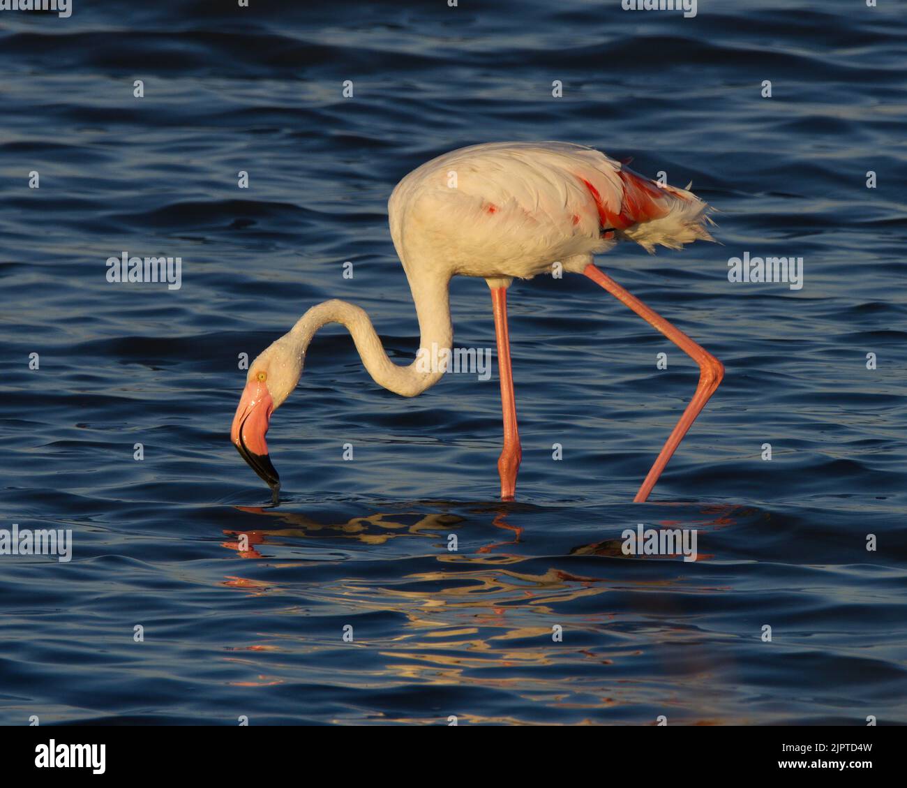 Beautiful pink flamingos walking in hi-res stock photography and images - Alamy
