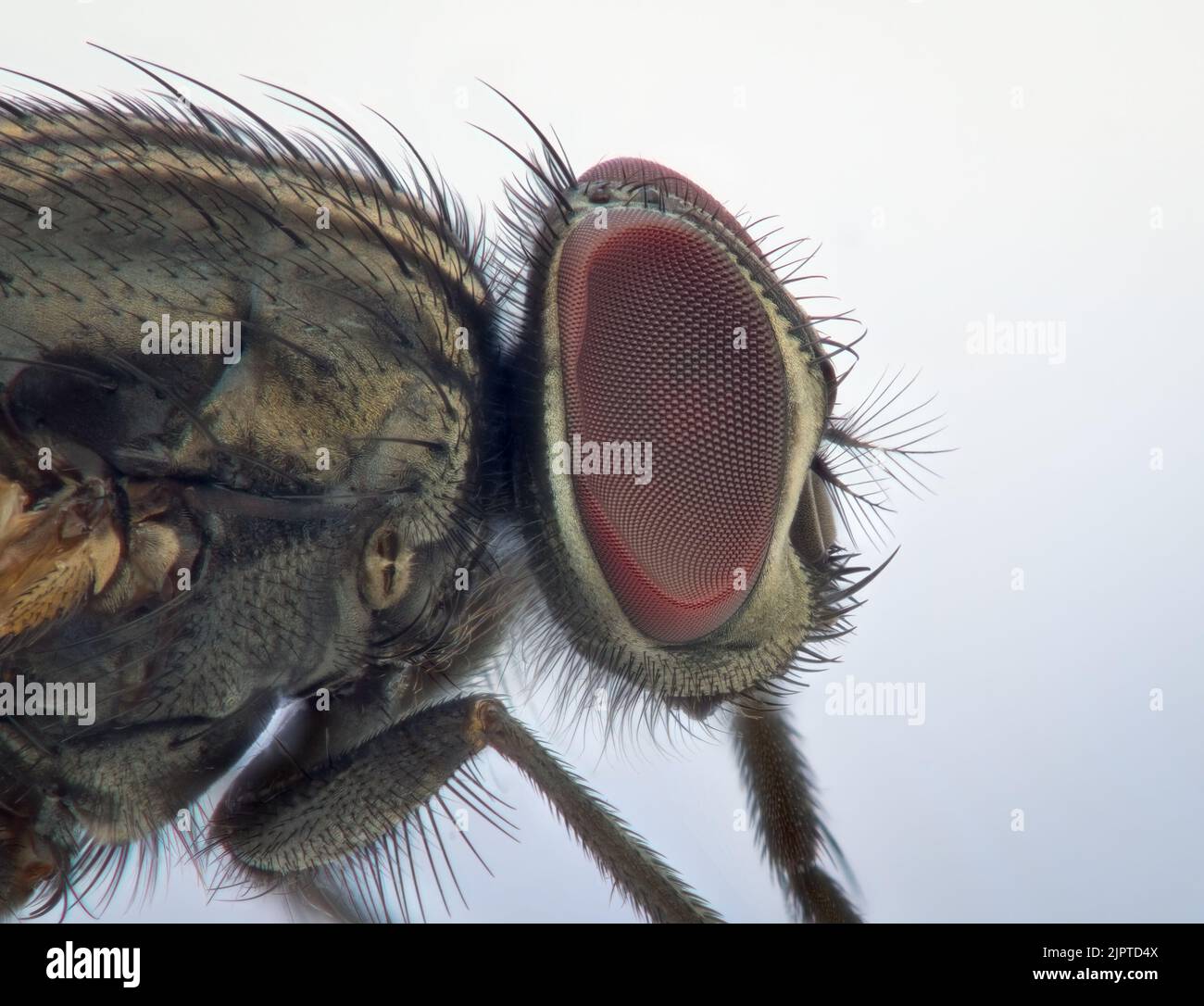 Side view housefly hi-res stock photography and images - Alamy