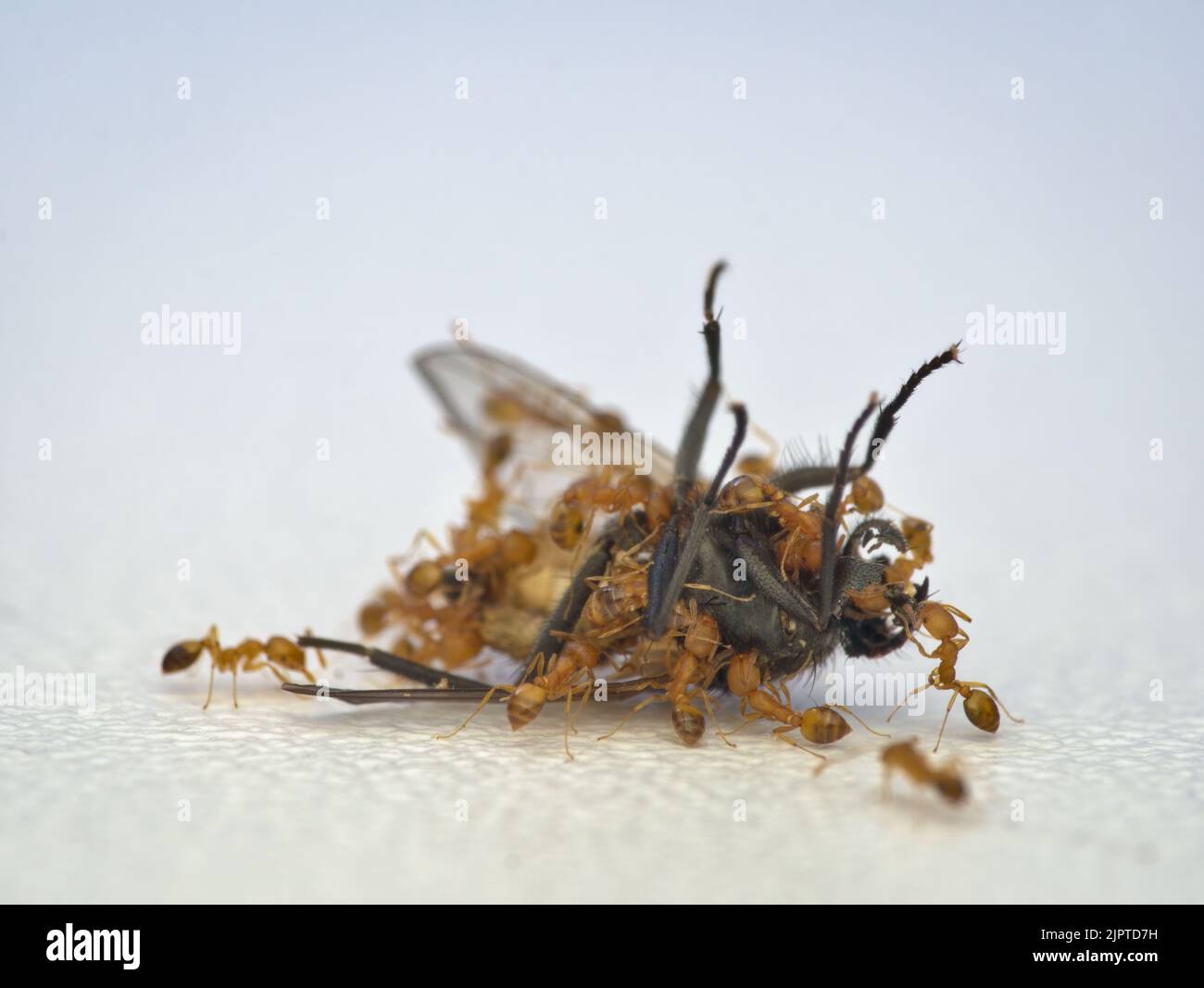 Ants and flies hi-res stock photography and images - Alamy