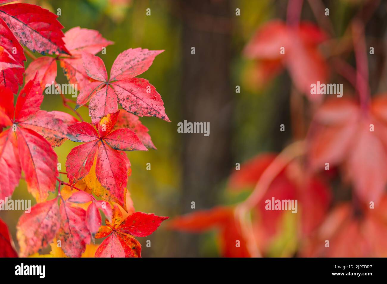 Colorful background of fallen autumn leaves. Bright red leaves of wild ...