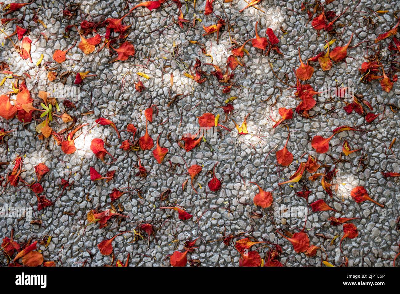 Background with fallen red petals on a pavement Stock Photo - Alamy