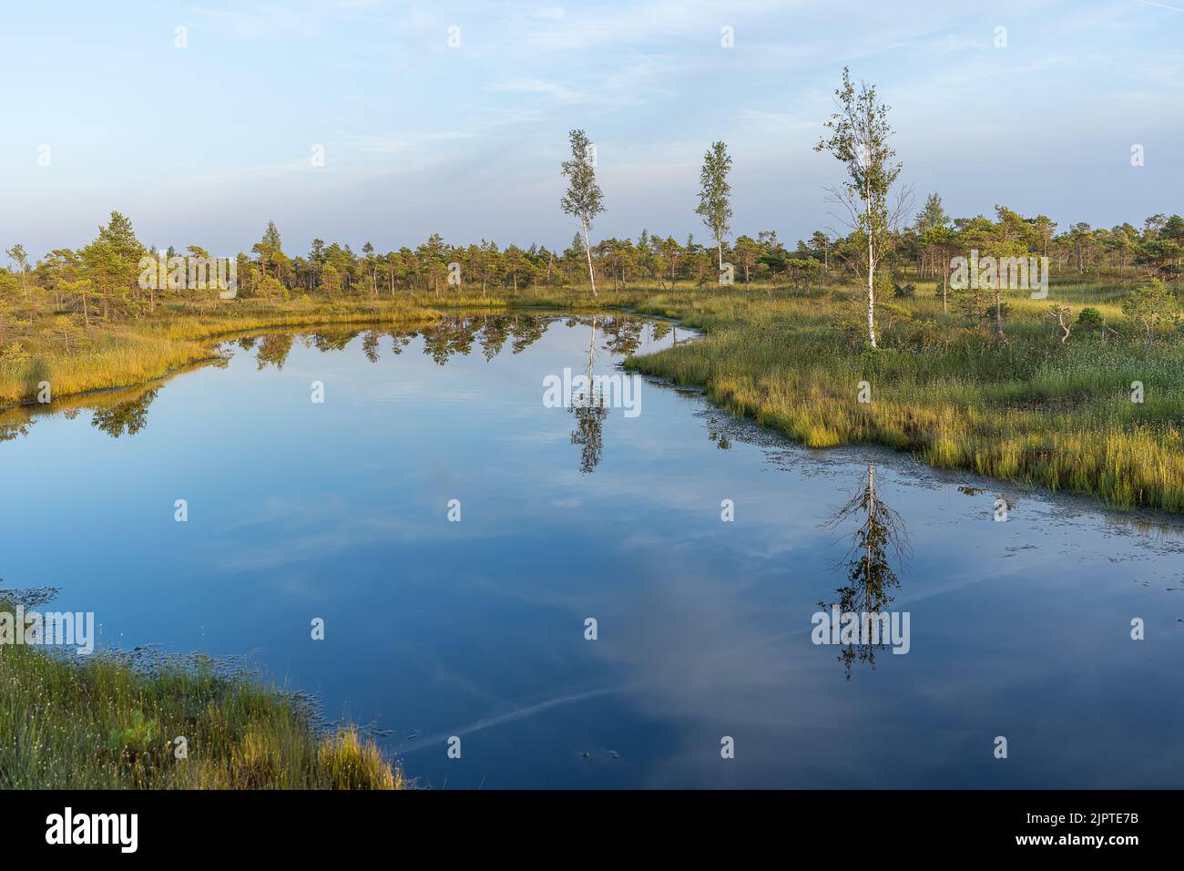Swamp in Kemeri National Park in Jurmala, Latvia Stock Photo - Alamy