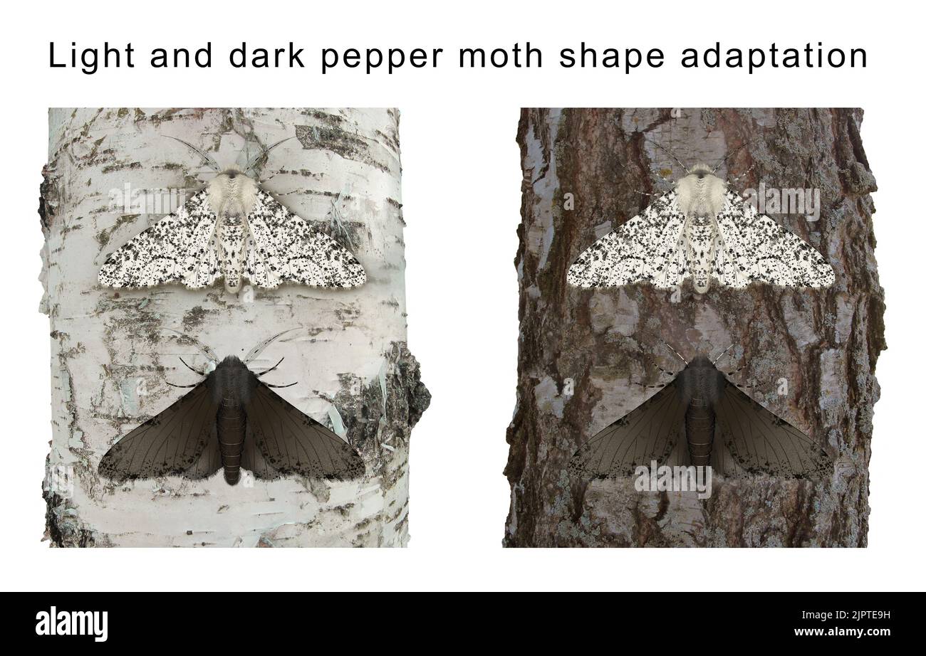 Light and dark pepper moth shape adaptation Stock Photo - Alamy