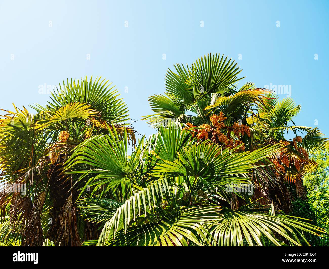 Spreading branches of washingtonia palm against the blue sky. Tropical ...