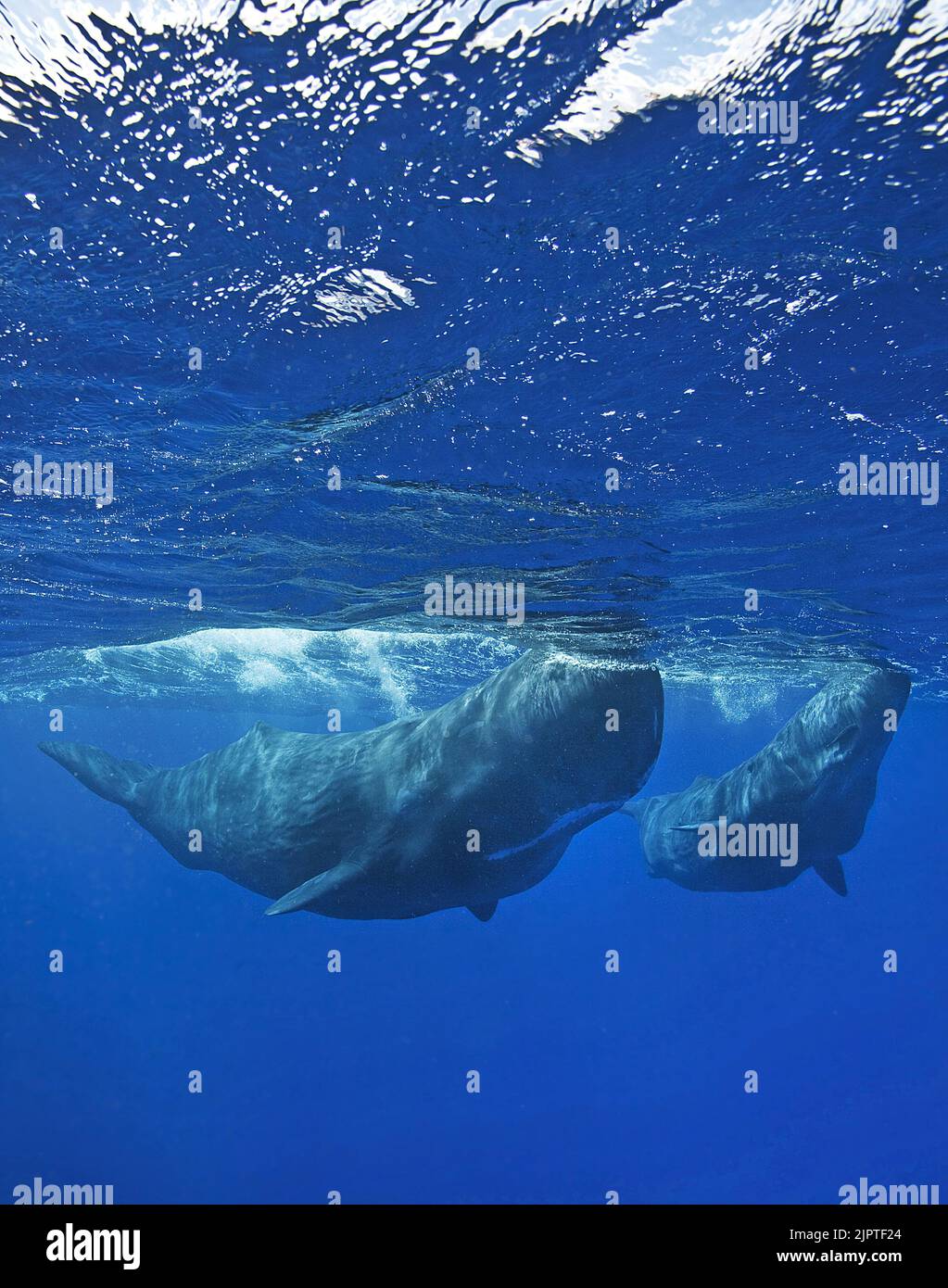 Sperm whales (Physeter macrocephalus), breathing at surface, Dominica ...