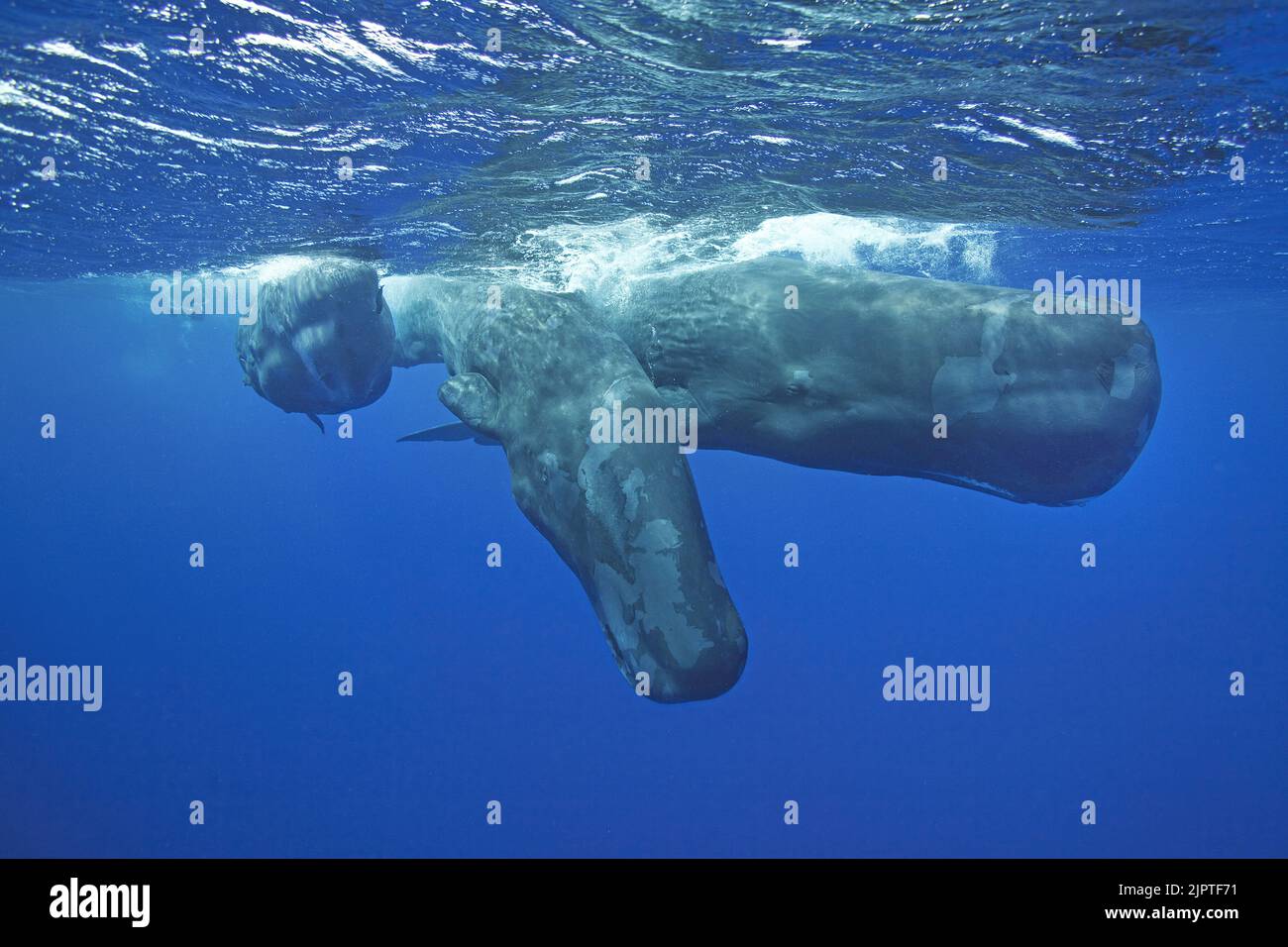 Sperm whales (Physeter macrocephalus), in blue water, Dominica ...