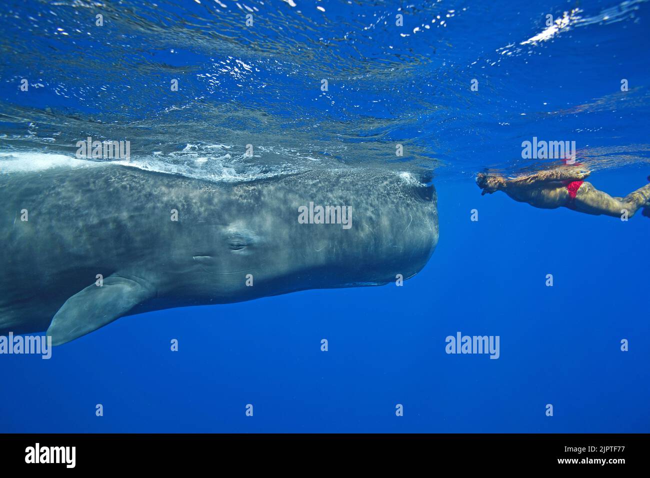 Sperm whale (Physeter macrocephalus), face to face with a snorkeler in blue water, Dominica ...