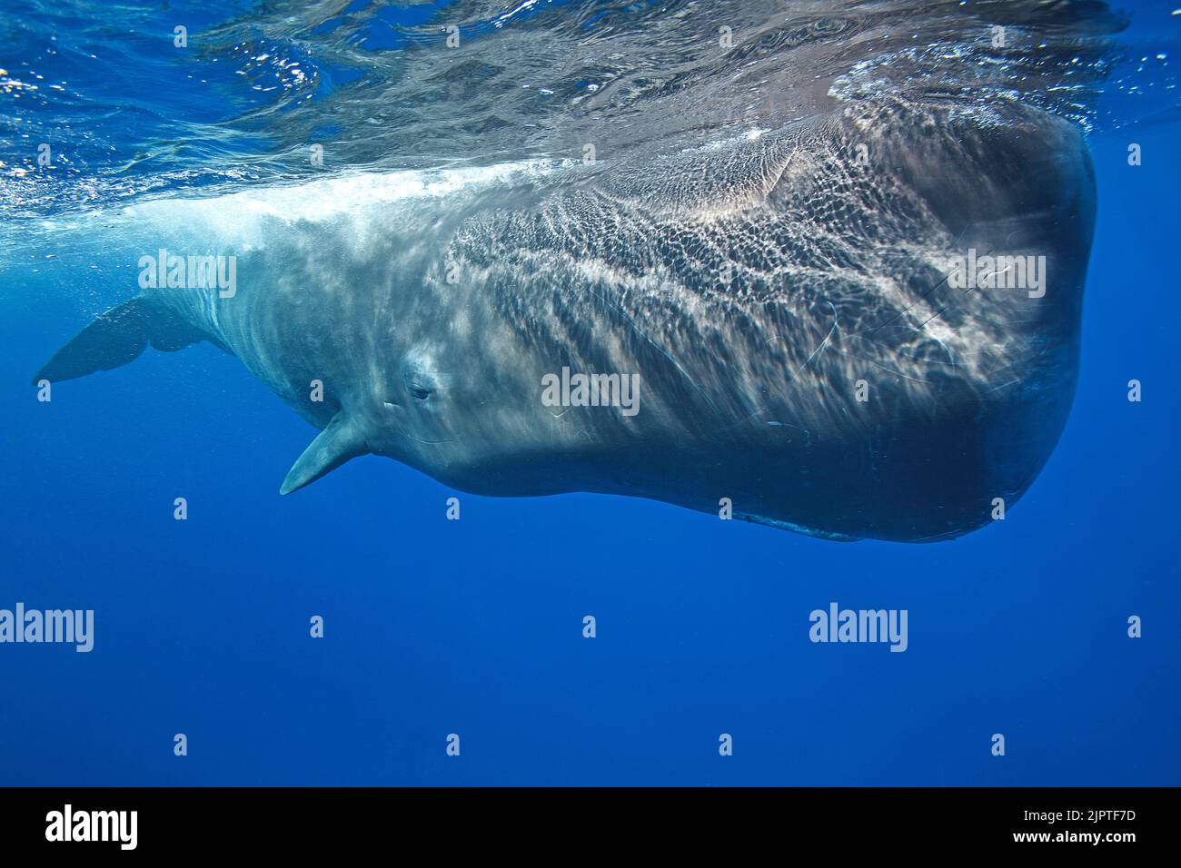 Sperm whale (Physeter macrocephalus), in blue water, Dominica ...