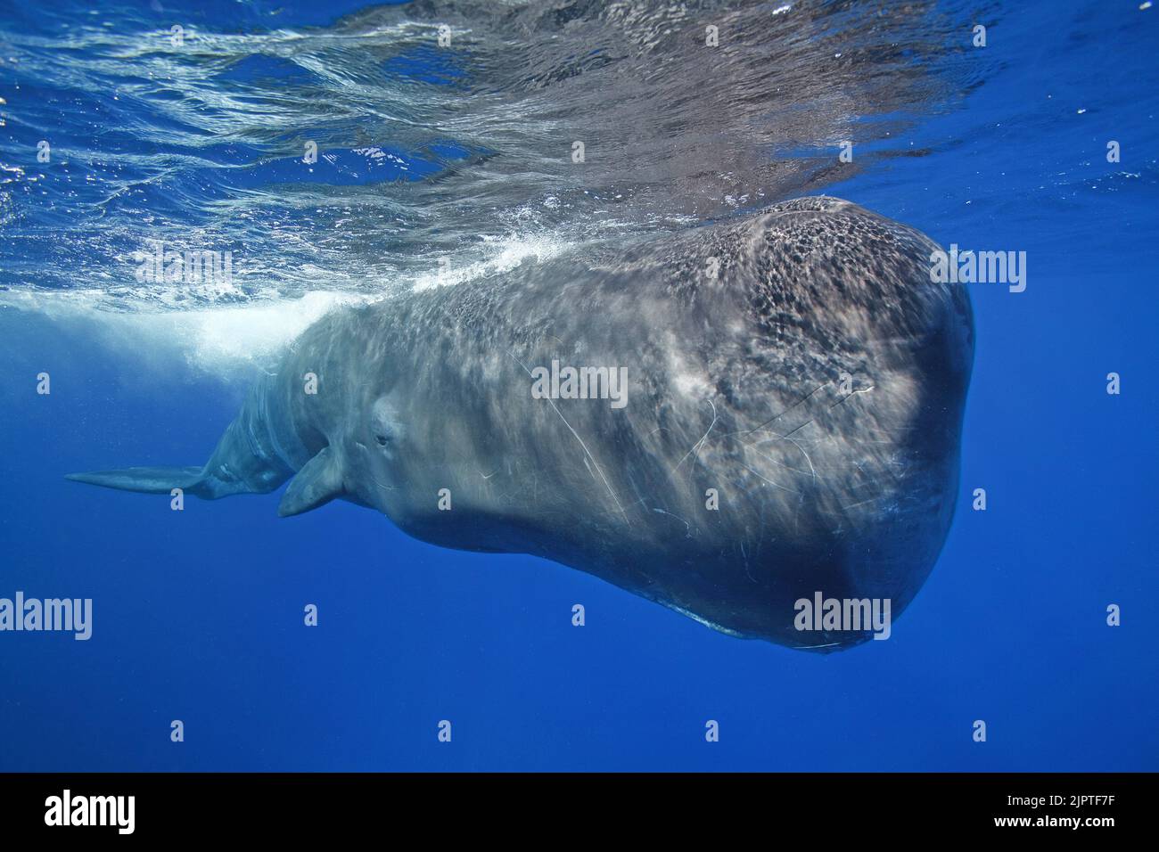 Sperm whale (Physeter macrocephalus), in blue water, Dominica ...