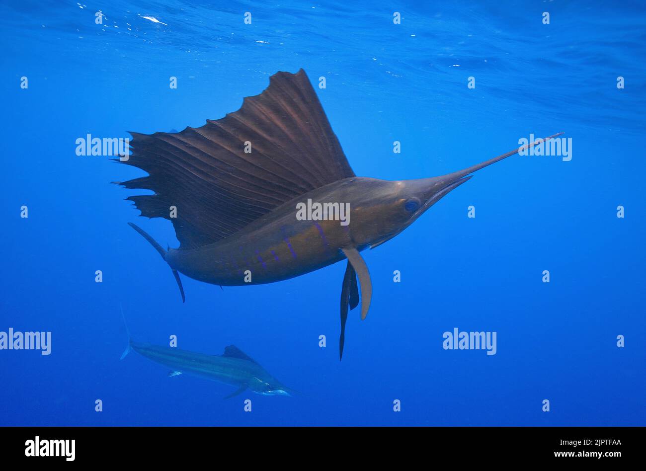Atlantic Sailfish (Istiophorus albicans), in blue water, Isla Mujeres ...