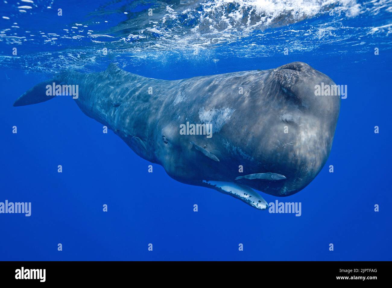Sperm whale (Physeter macrocephalus), in blue water, Dominica ...