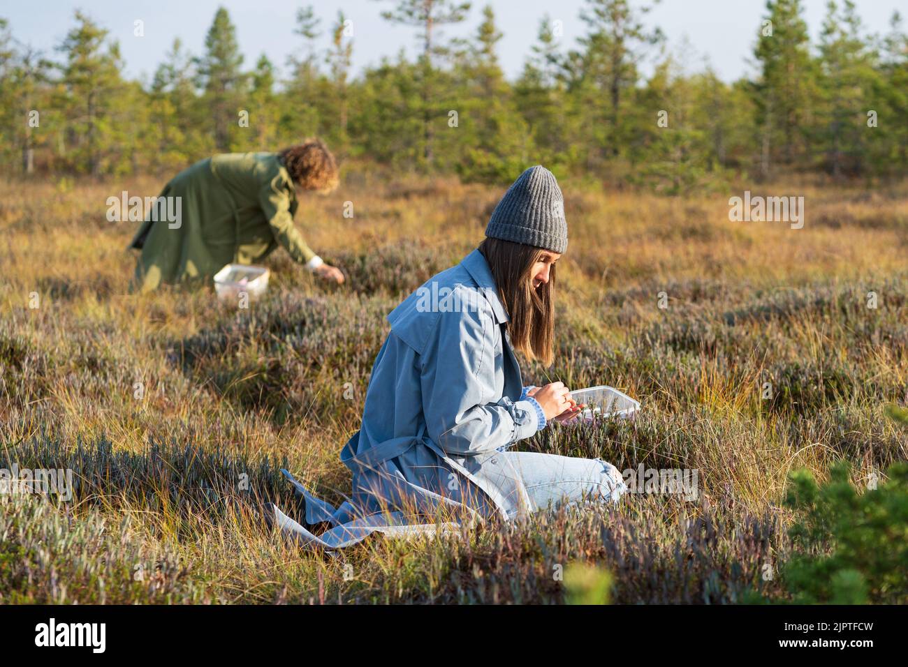 Young woman in hipster hat picks up ripe cranberries on swamp against ...