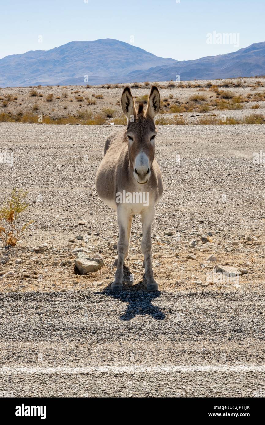 Single Donkey Stares Directly At Camera along road side in Death valley ...