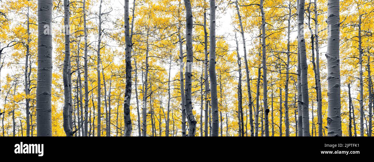 Panoramic fall landscape of an aspen tree forest with yellow leaves ...