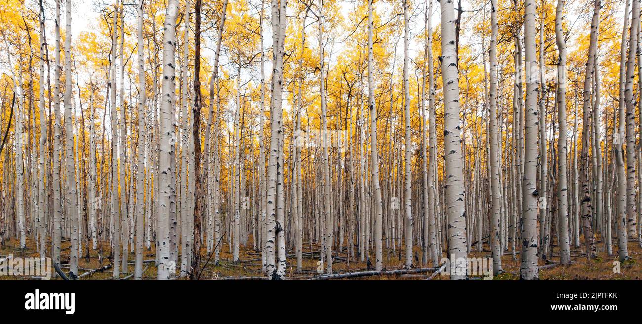 Thick forest of yellow aspen trees during the peak fall foliage season ...