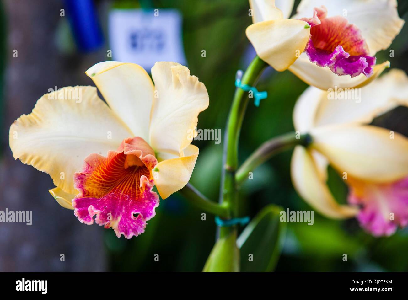 Close up of one of the beautiful Colombian orchids Stock Photo - Alamy