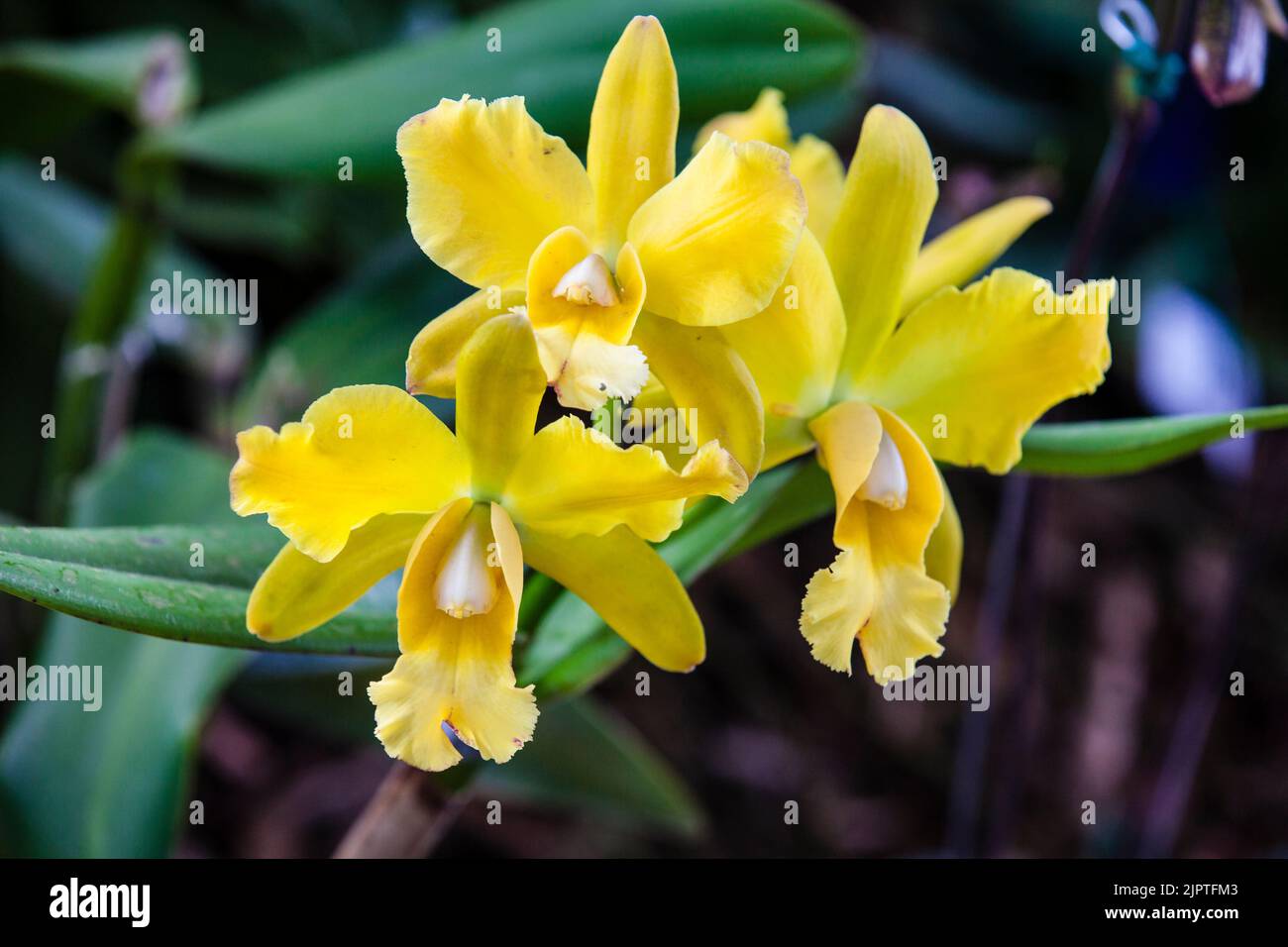 Close up of one of the beautiful Colombian orchids Stock Photo - Alamy