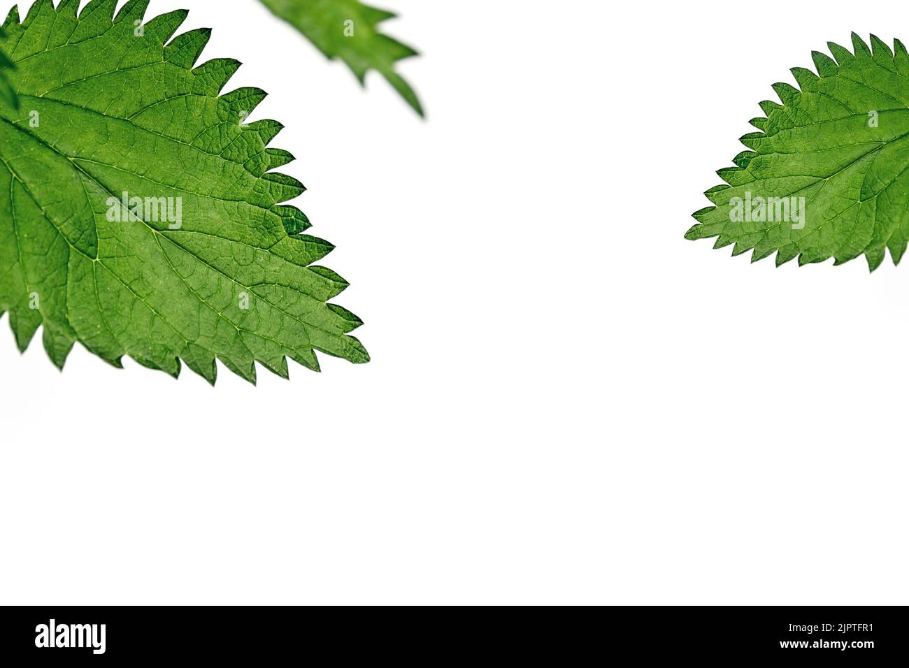 Close up of nettle leaves on white background. Fresh young shoots. Used ...