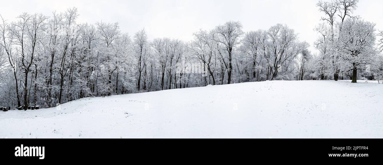 Trees are covered with fresh fallen snow in a panoramic winter forest ...