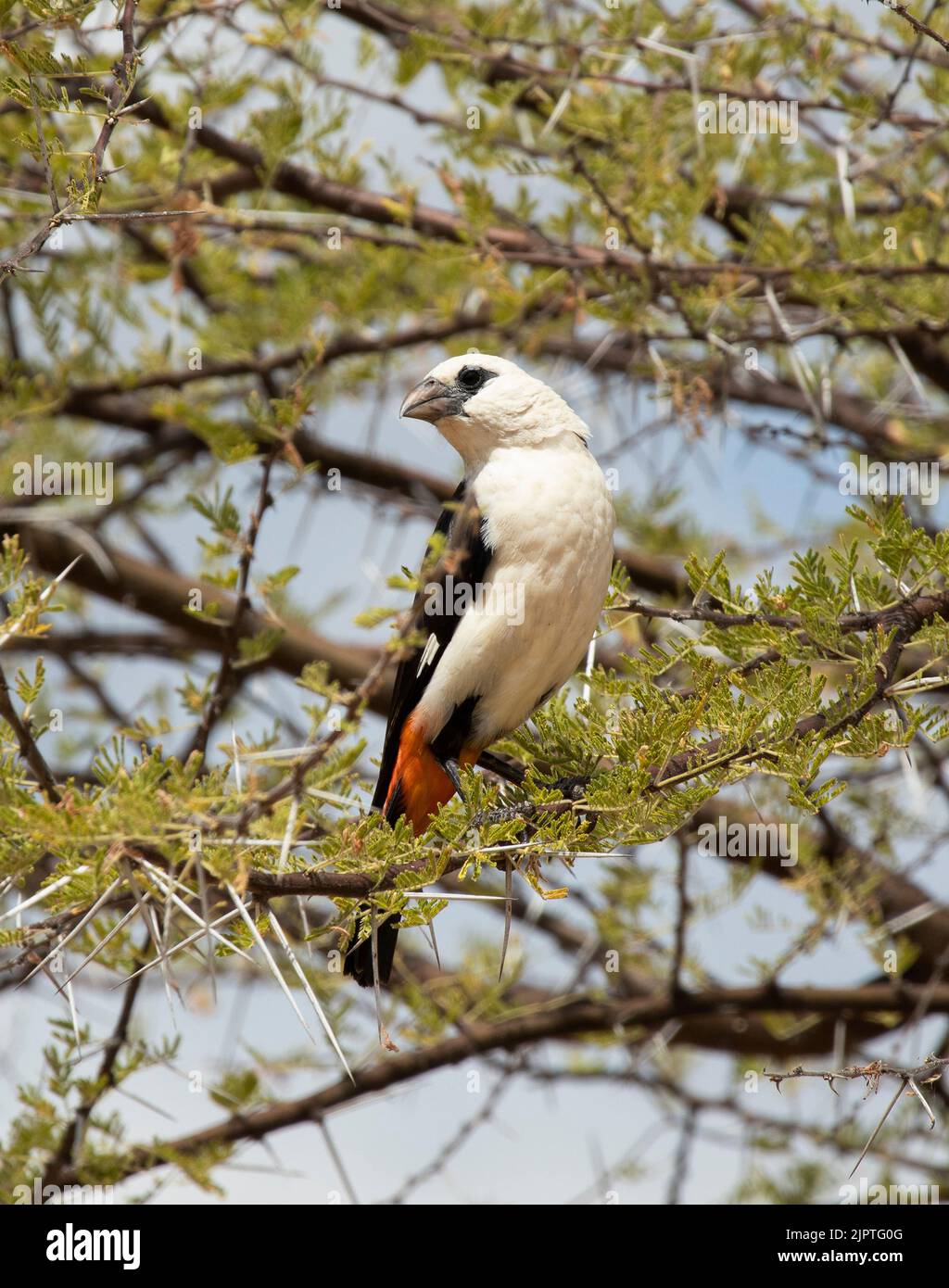 Not building as large a nest structure as their Red-billed relatives ...