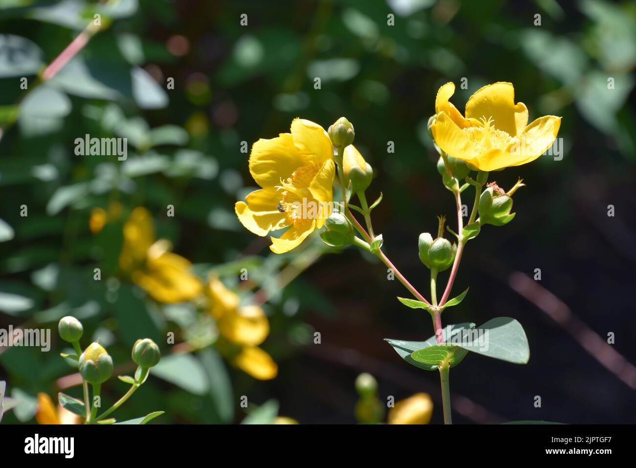 Flowering St Johns wort flowers budding and blooming in a summer garden ...