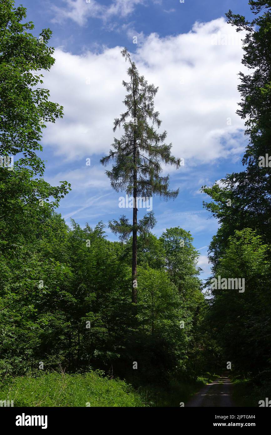 The vertical view of a spruce tree in the woods under the blue sky with clouds Stock Photo - Alamy