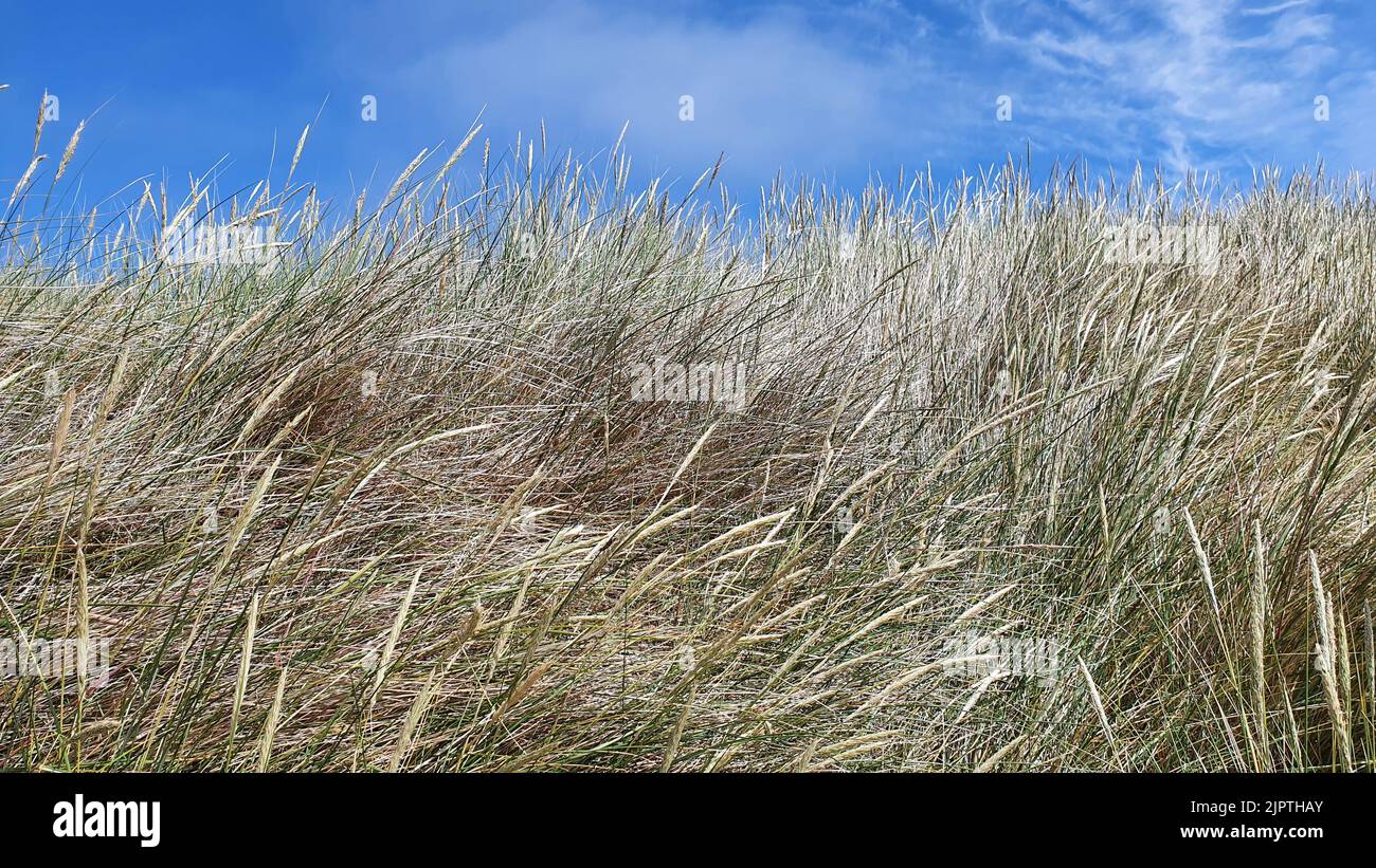 Grass dune vector hi-res stock photography and images - Alamy