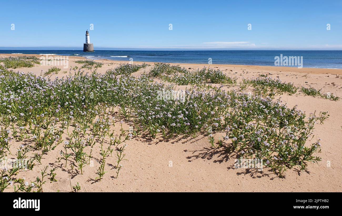 Rattray head light house hi-res stock photography and images - Alamy