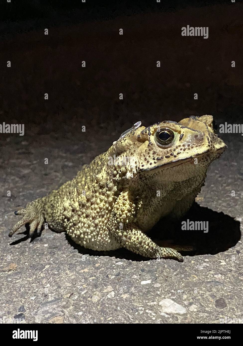 Dark toad hi-res stock photography and images - Alamy