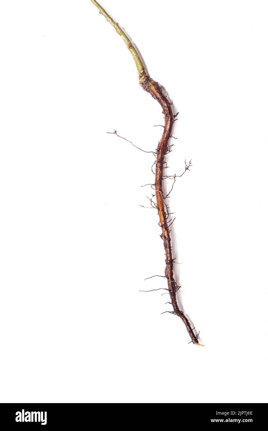 A vertical shot of the roots of a young tree offspring isolated on a ...
